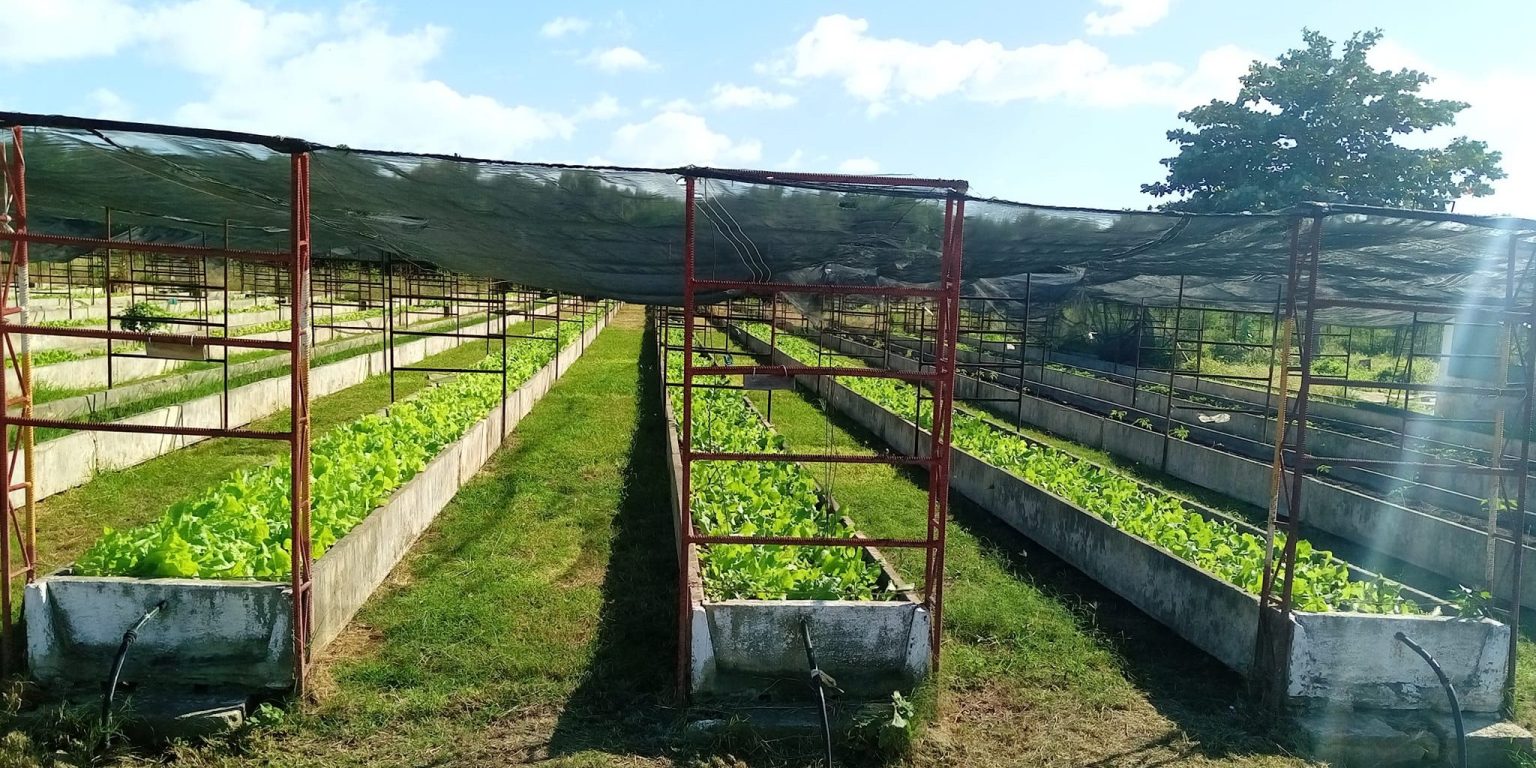 Marrero celebrates anniversary of urban agriculture in a Cuba with ...