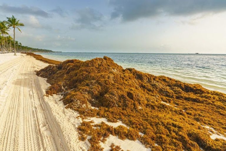 Sargassum resolution adopted by UN will strengthen coastal resilience ...